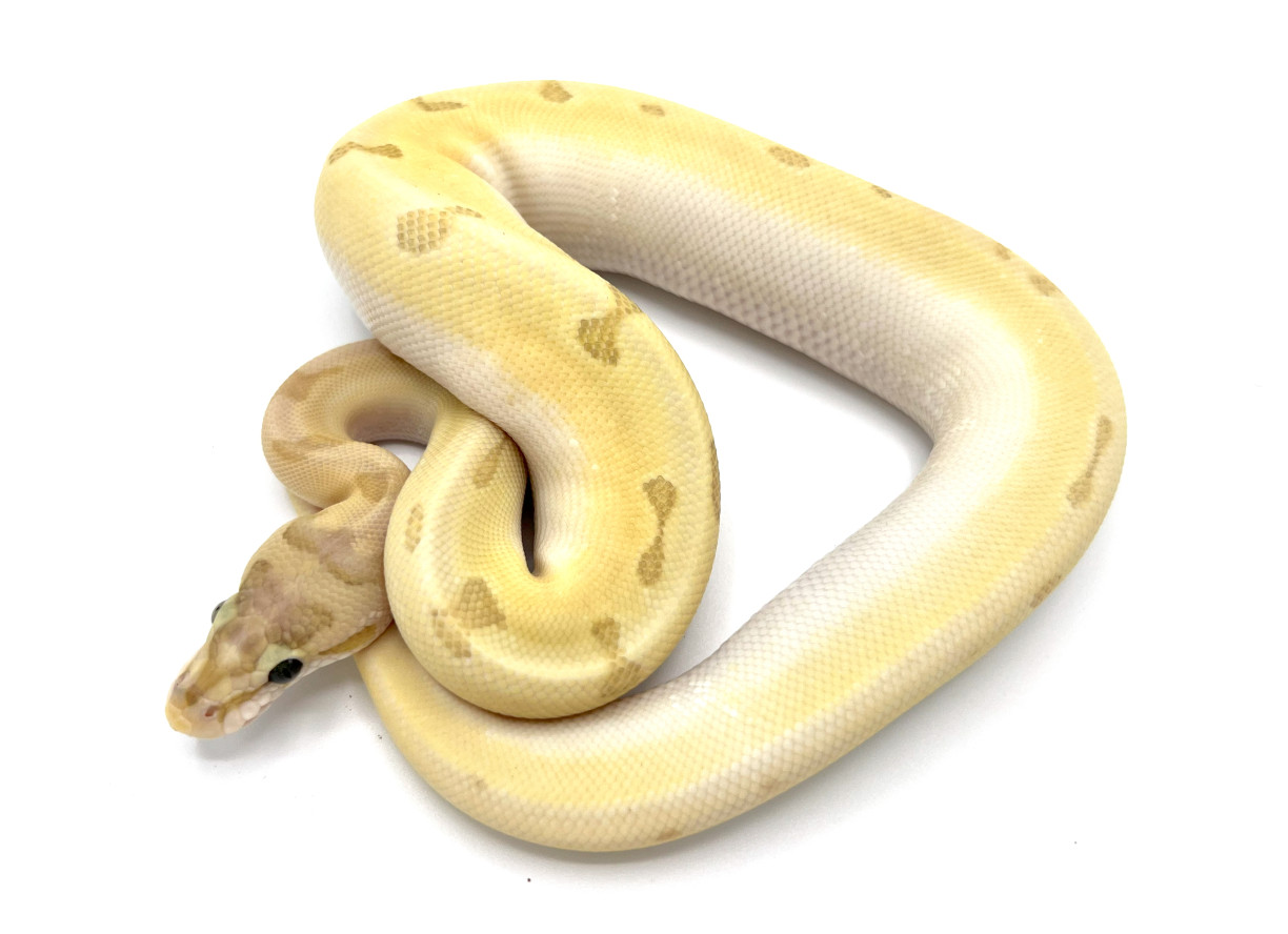 Orange Dream Bamboo Super Enchi Pinstripe | Royal Constrictor Designs