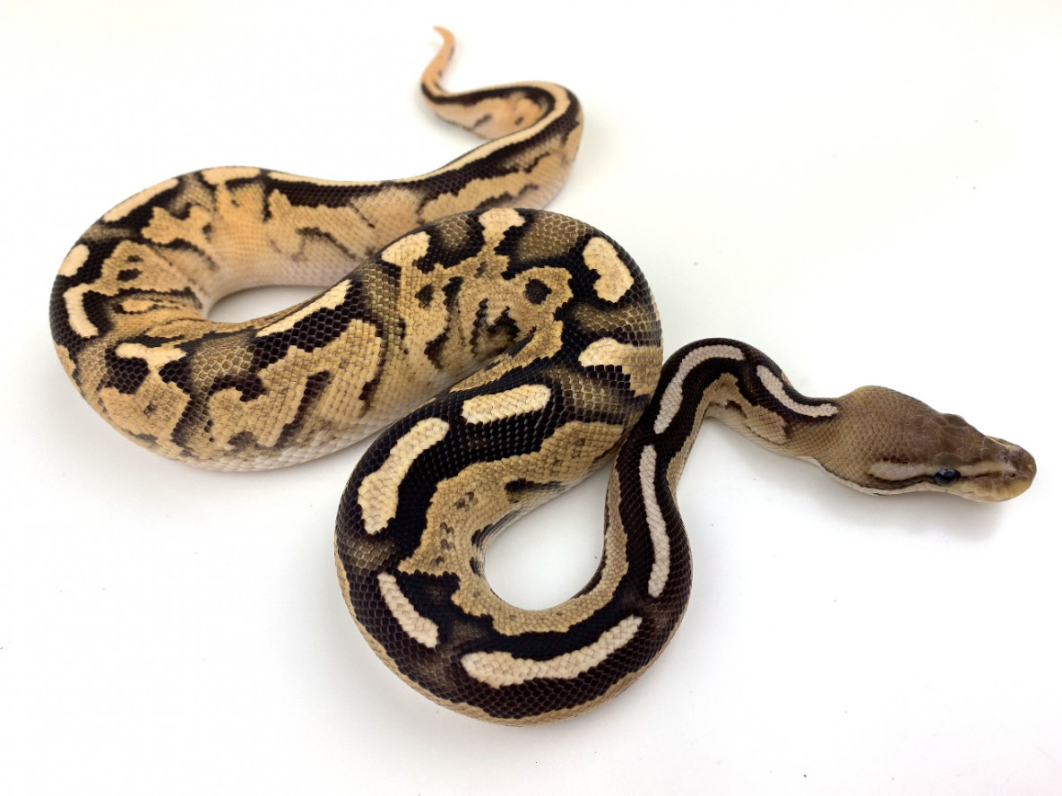 Orange Dream Yellowbelly Fire Cinnamon | Royal Constrictor Designs
