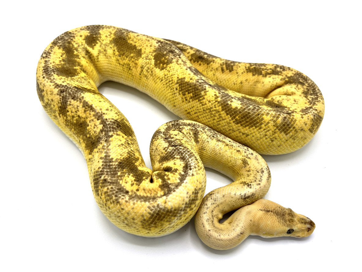 Pastel Enchi Champagne | Royal Constrictor Designs
