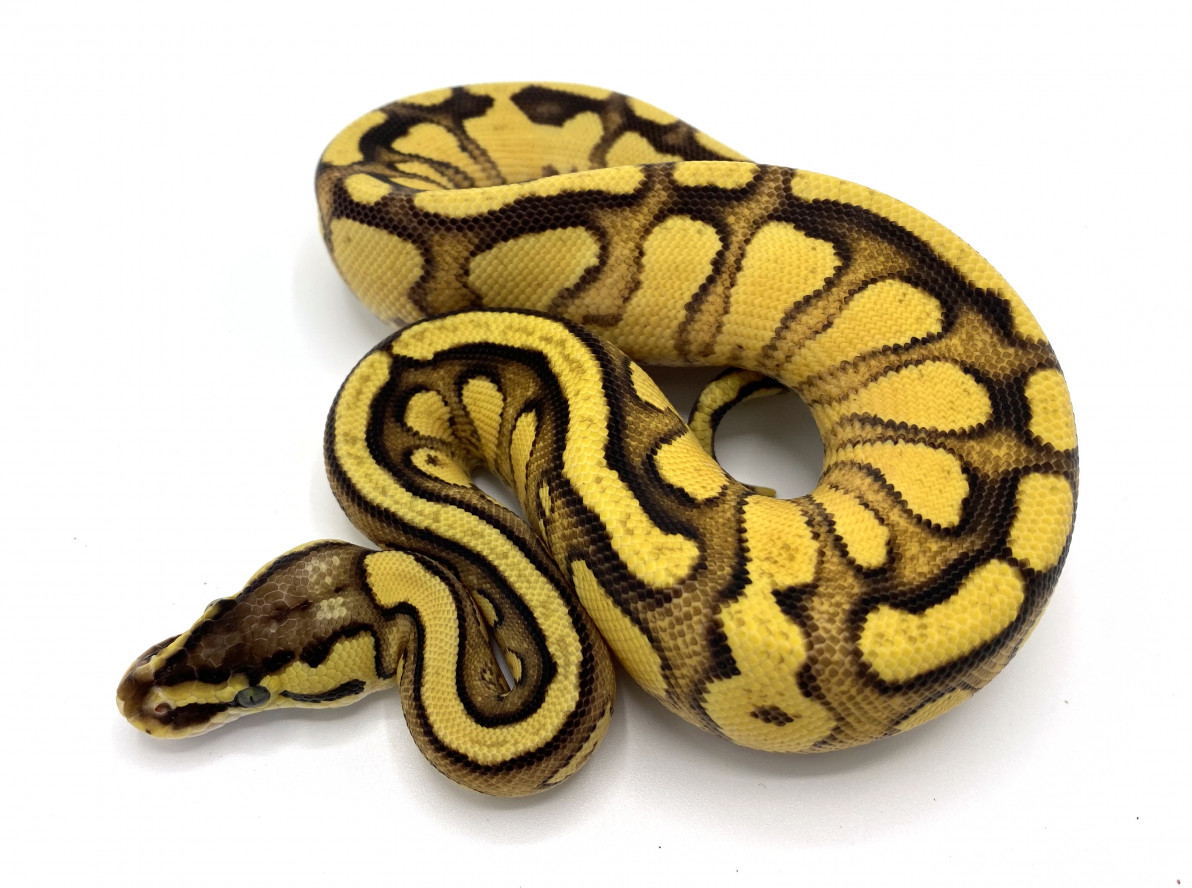 Pastel Enchi Parkway | Royal Constrictor Designs