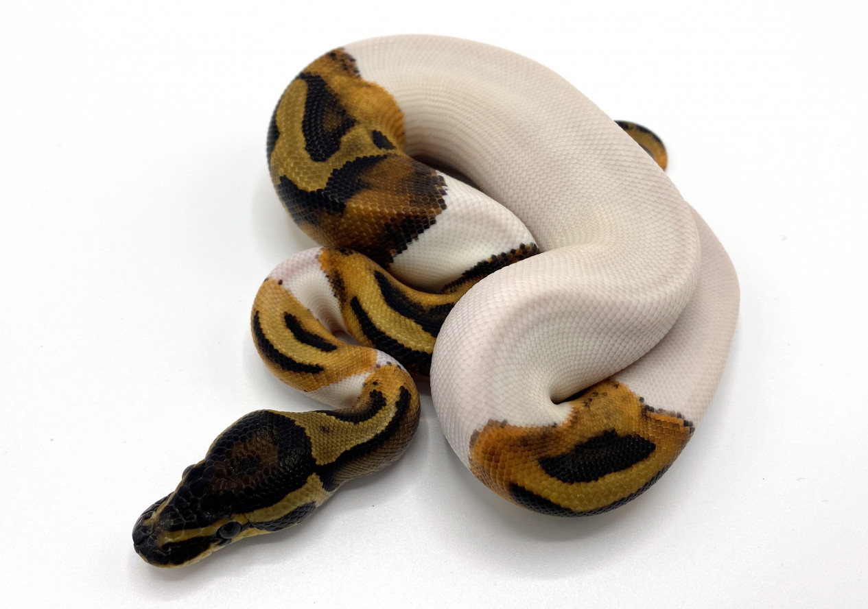 Pied | Royal Constrictor Designs