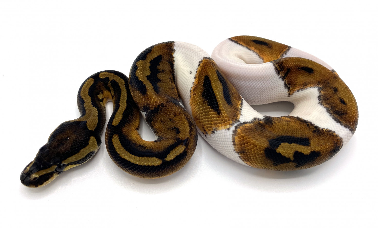 Pied | Royal Constrictor Designs