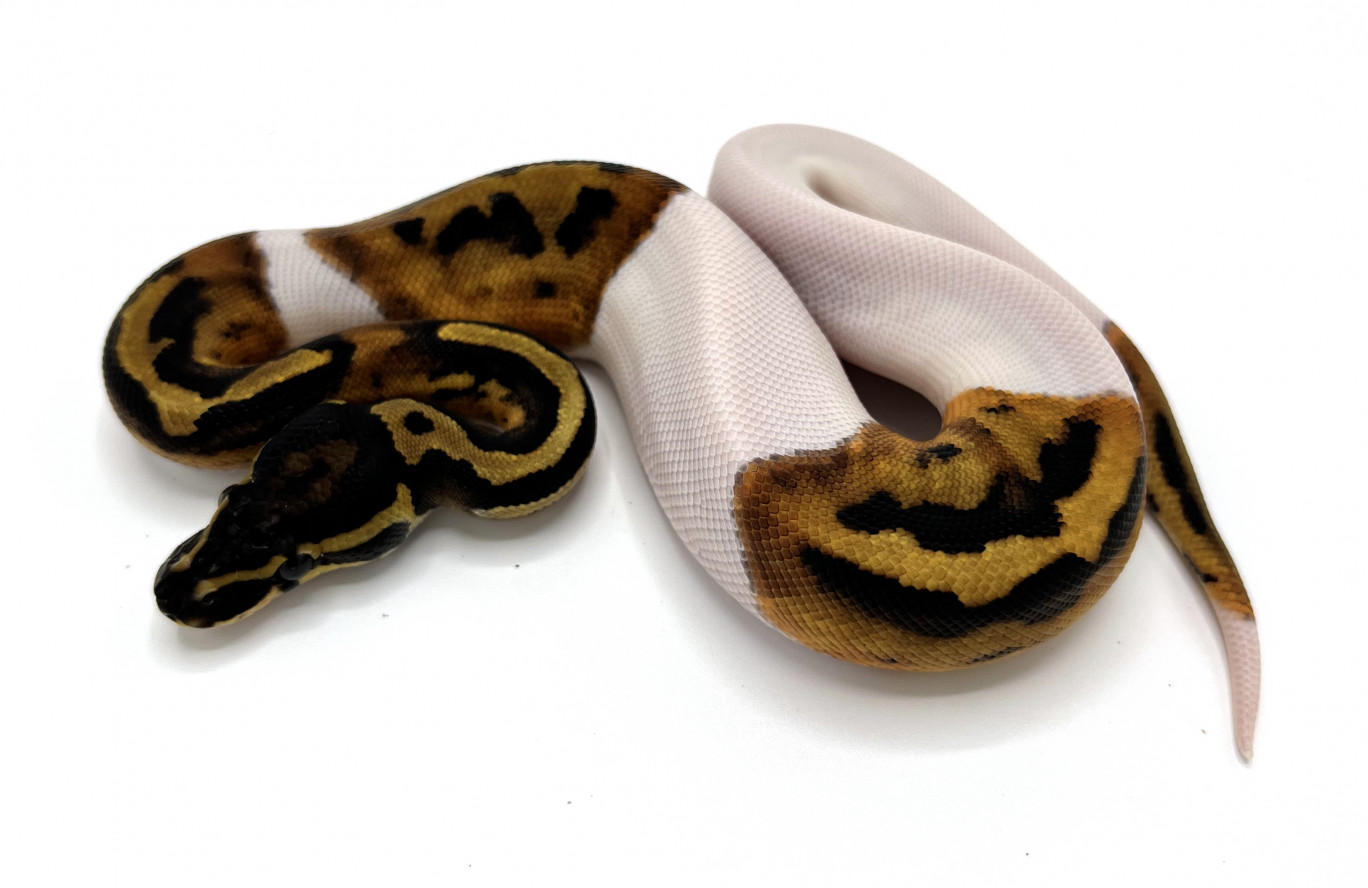 Pied | Royal Constrictor Designs
