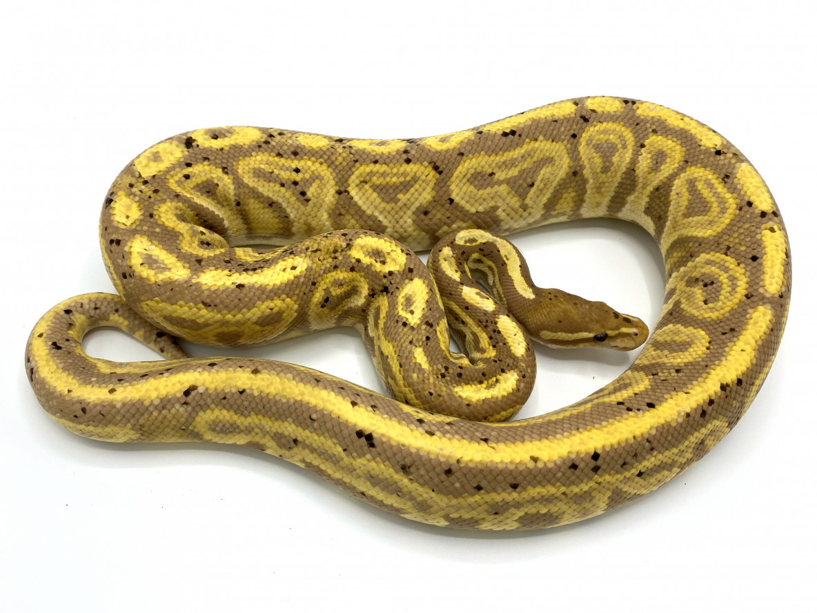 Coral Glow Black Pastel 100% Het Pied (Female-Maker) | Royal ... Coral Glow Black Pastel 100% Het Pied (Female-Maker) | Royal ...