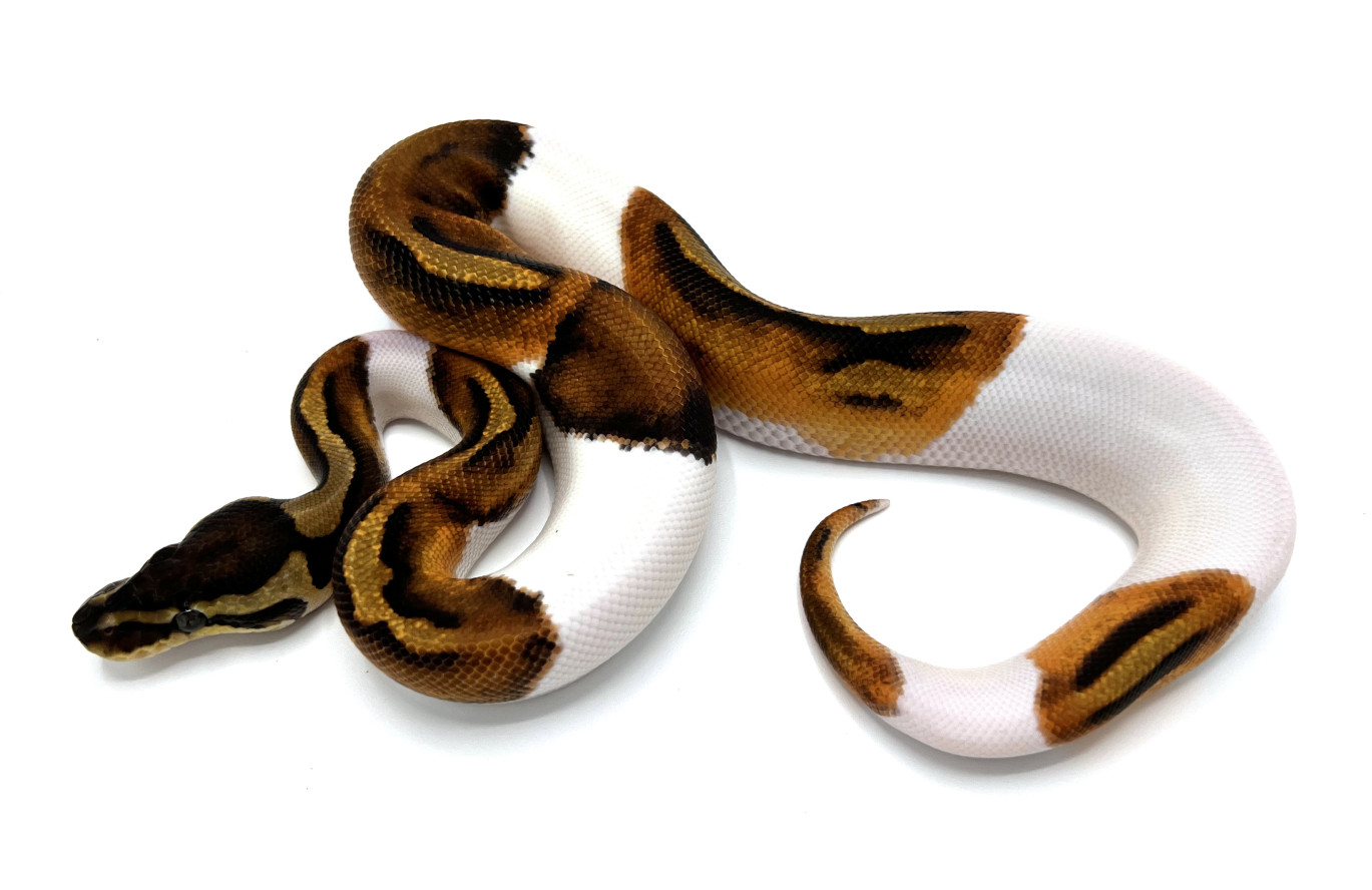 Black Pastel Enchi PIed | Royal Constrictor Designs