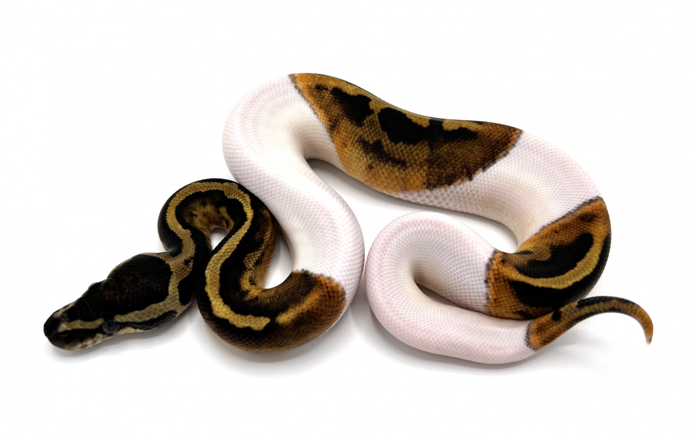 GHI Pied | Royal Constrictor Designs