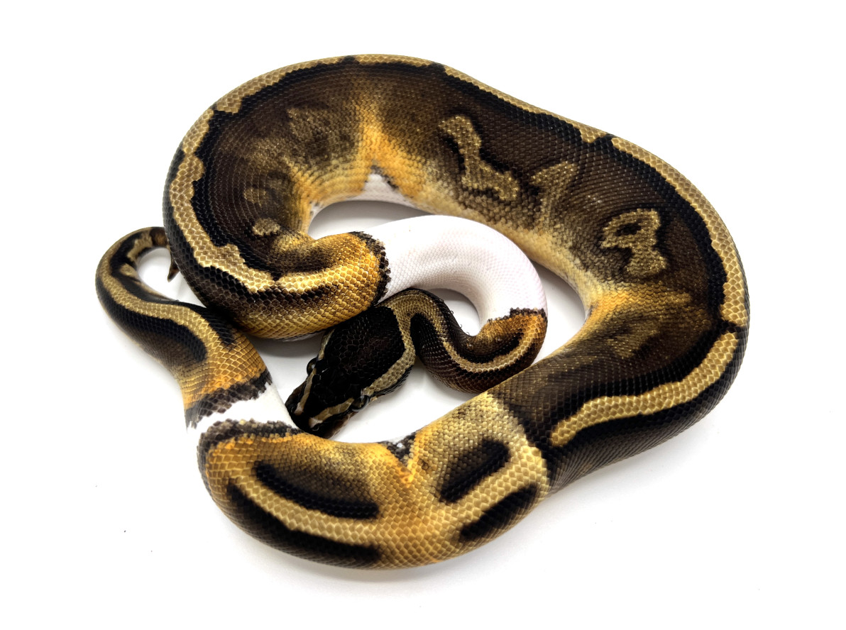 GHI Enchi Pied | Royal Constrictor Designs