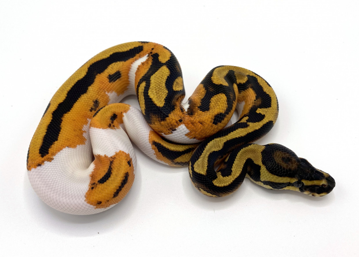 Orange Dream Yellowbelly Pied | Royal Constrictor Designs