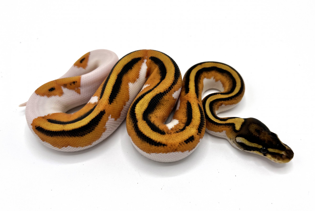 Orange Dream Yellowbelly Pied | Royal Constrictor Designs