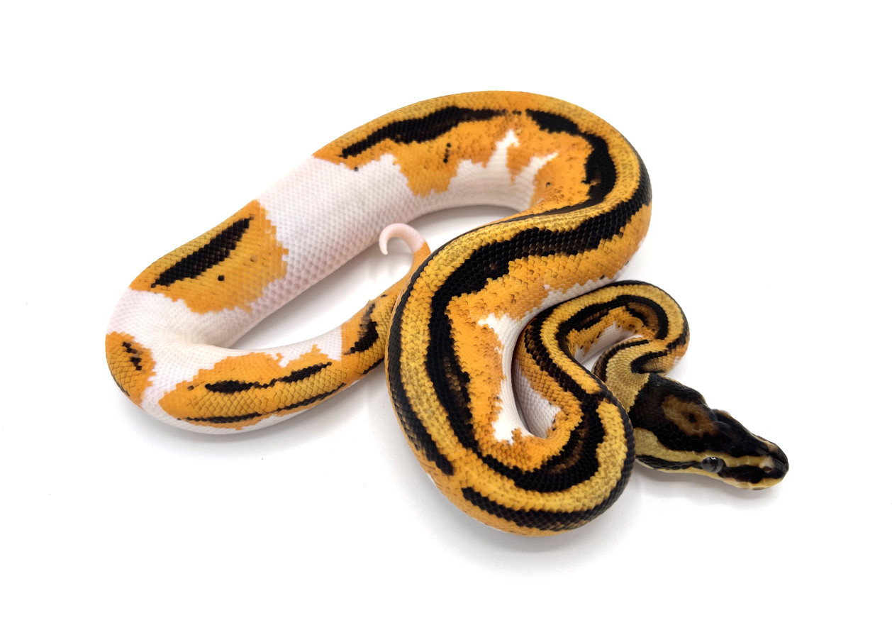 Orange Dream Yellowbelly Pied | Royal Constrictor Designs