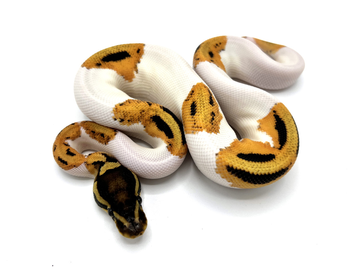 Orange Dream Yellowbelly Pied | Royal Constrictor Designs