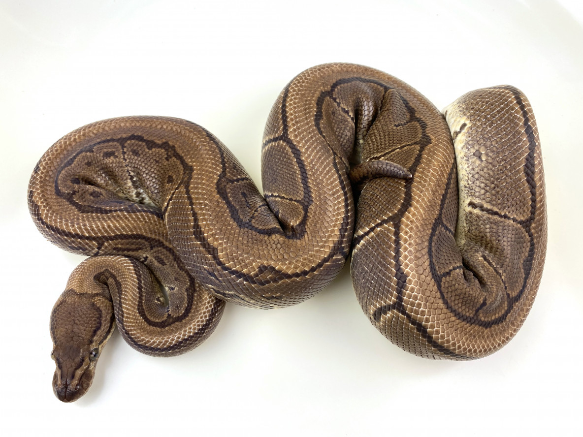 Pinstripe 100% Het Pied Breeder | Royal Constrictor Designs