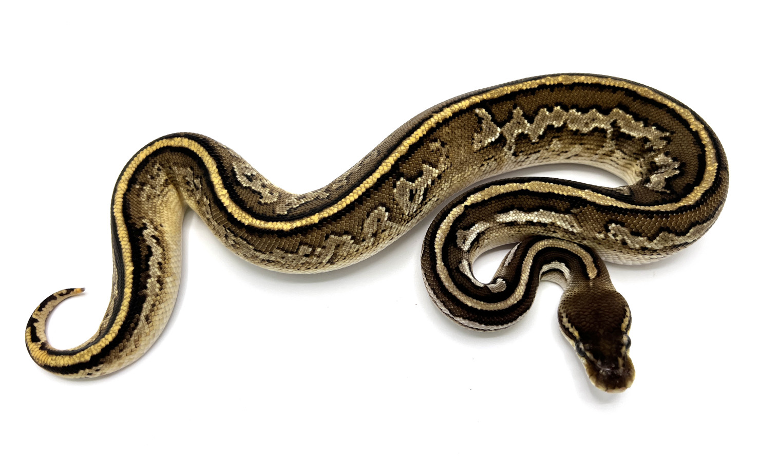 Super Bongo 100% Het Pied | Royal Constrictor Designs