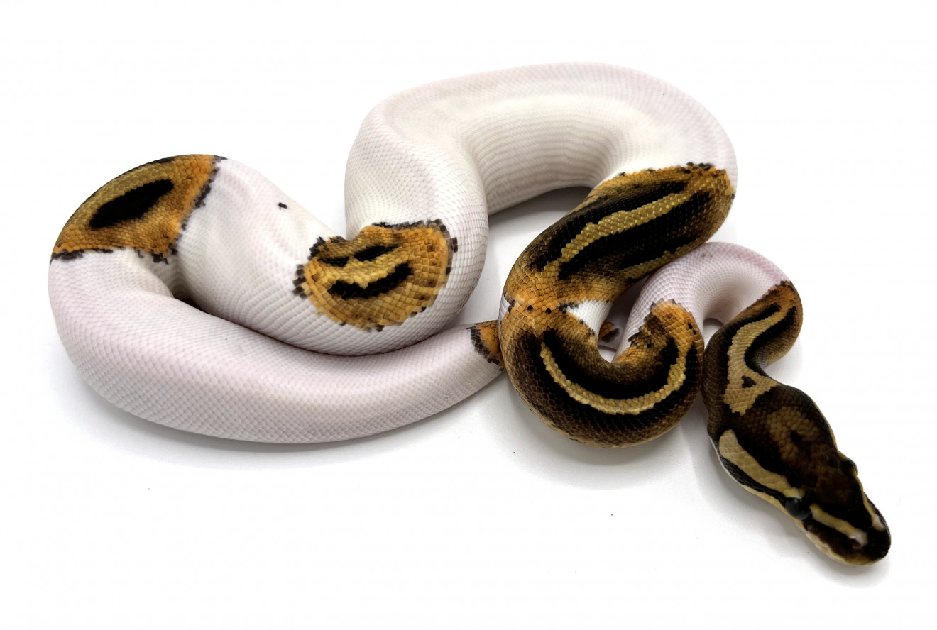 Yellowbelly Pied | Royal Constrictor Designs