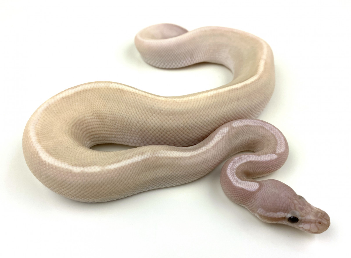 Super Banana GHI Mojave | Royal Constrictor Designs Super Banana GHI Mojave | Royal Constrictor Designs