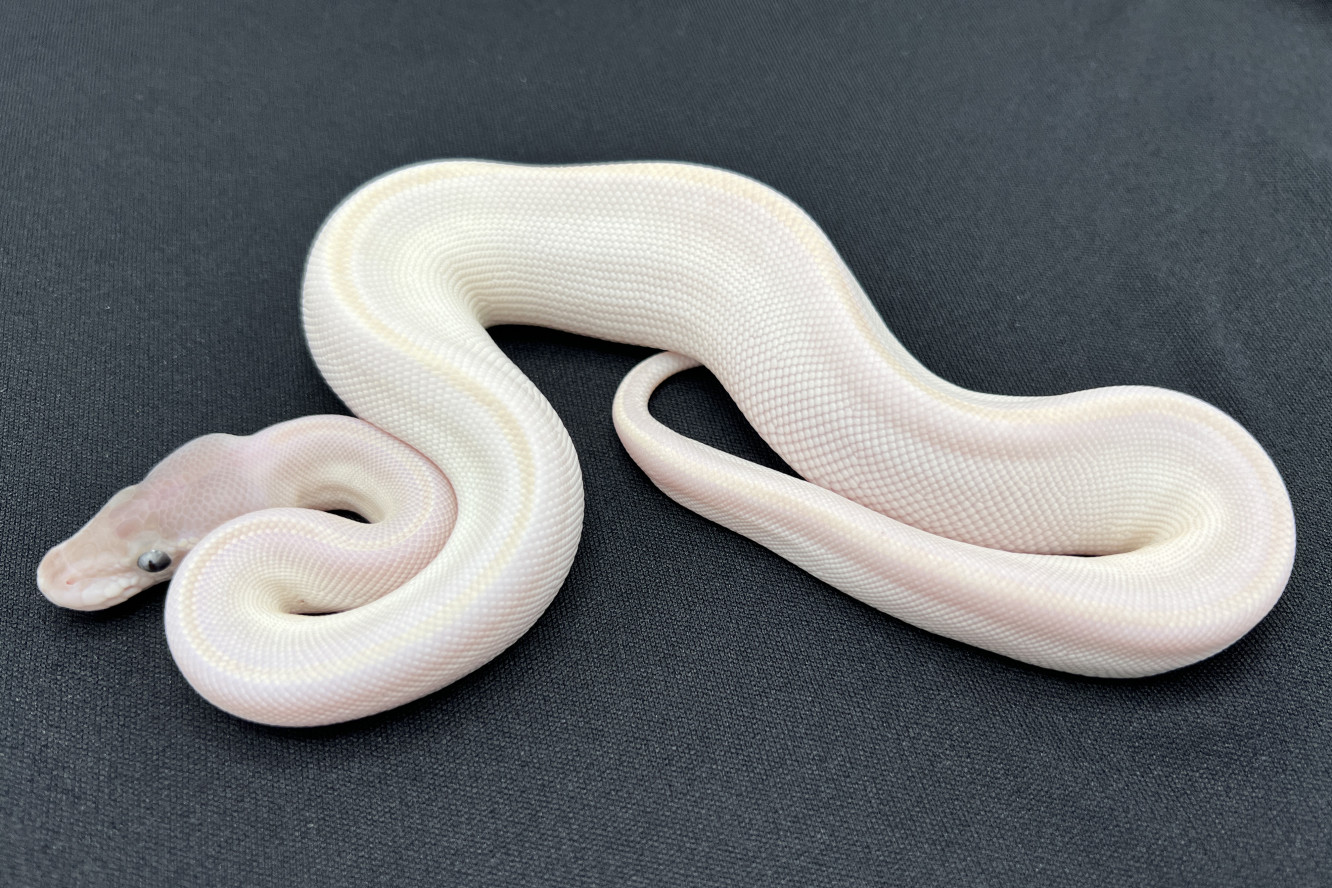 Super Mojave | Royal Constrictor Designs