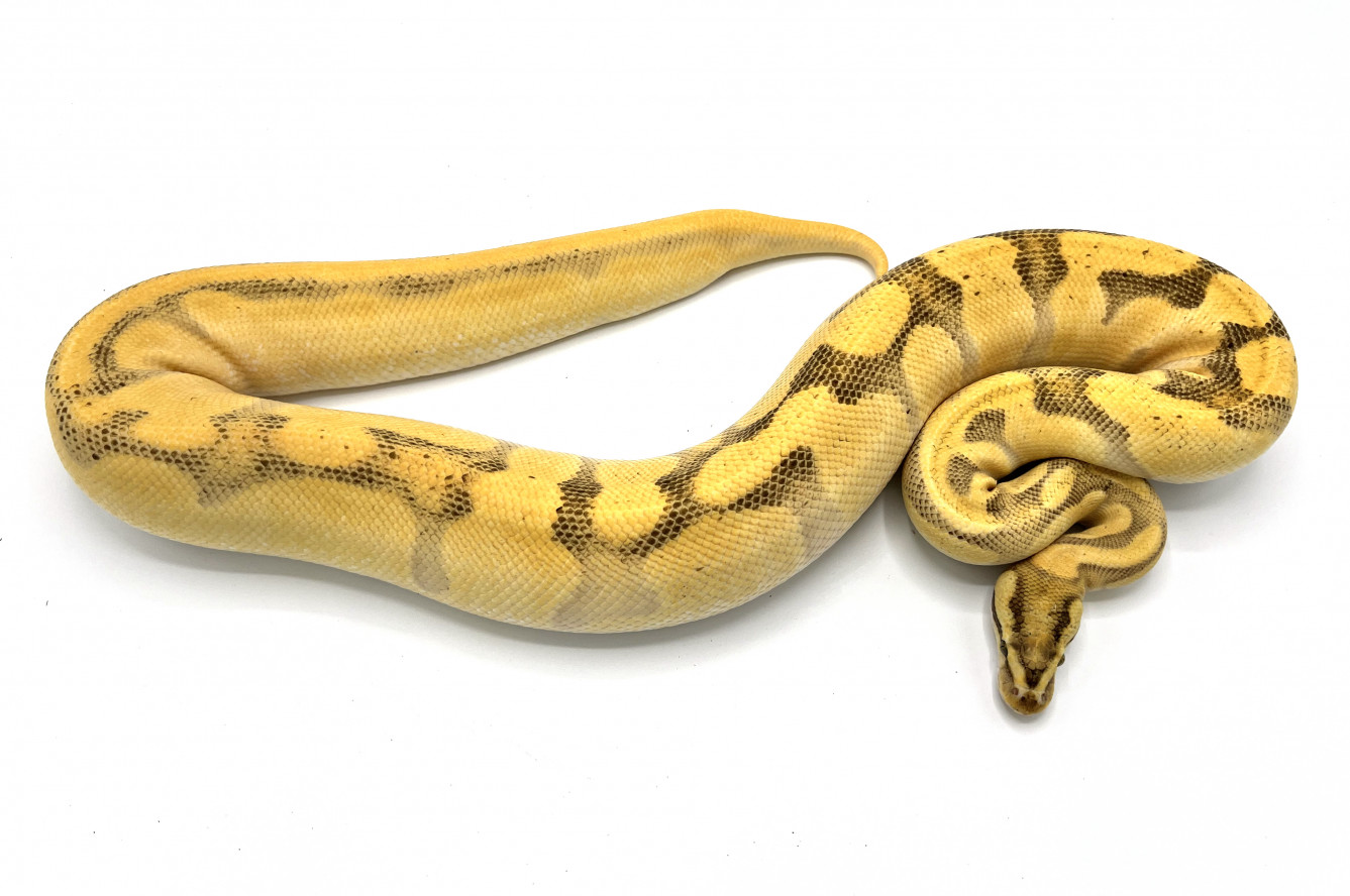 Super Orange Dream Enchi Fire Breeder | Royal Constrictor Designs