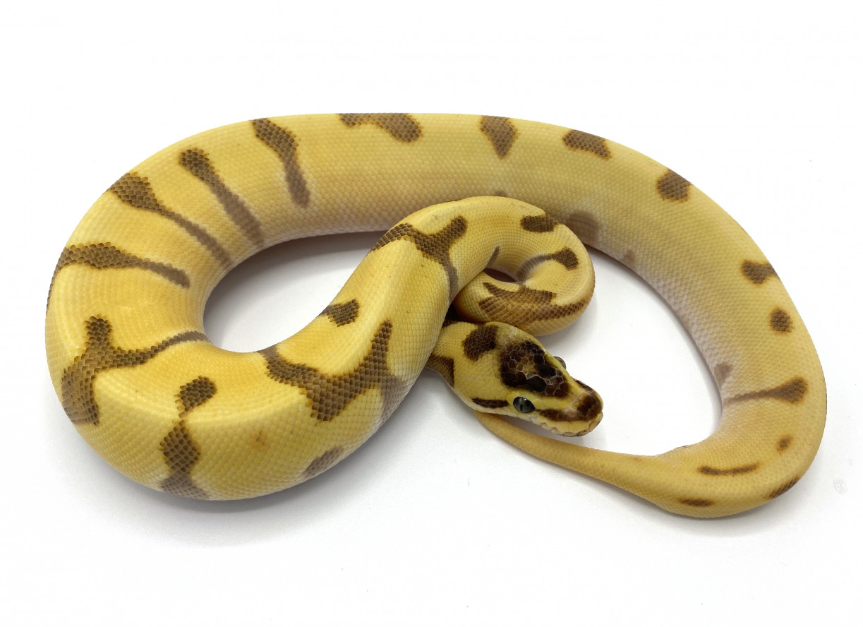 Enchi Fire Ball Python