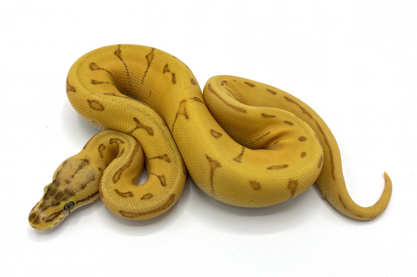 Super Orange Dream Fire Yellowbelly Enchi Pinstripe | Royal Constrictor ...
