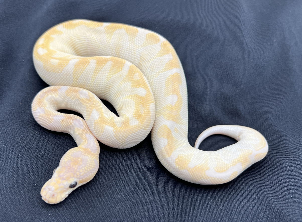 Super Special | Royal Constrictor Designs