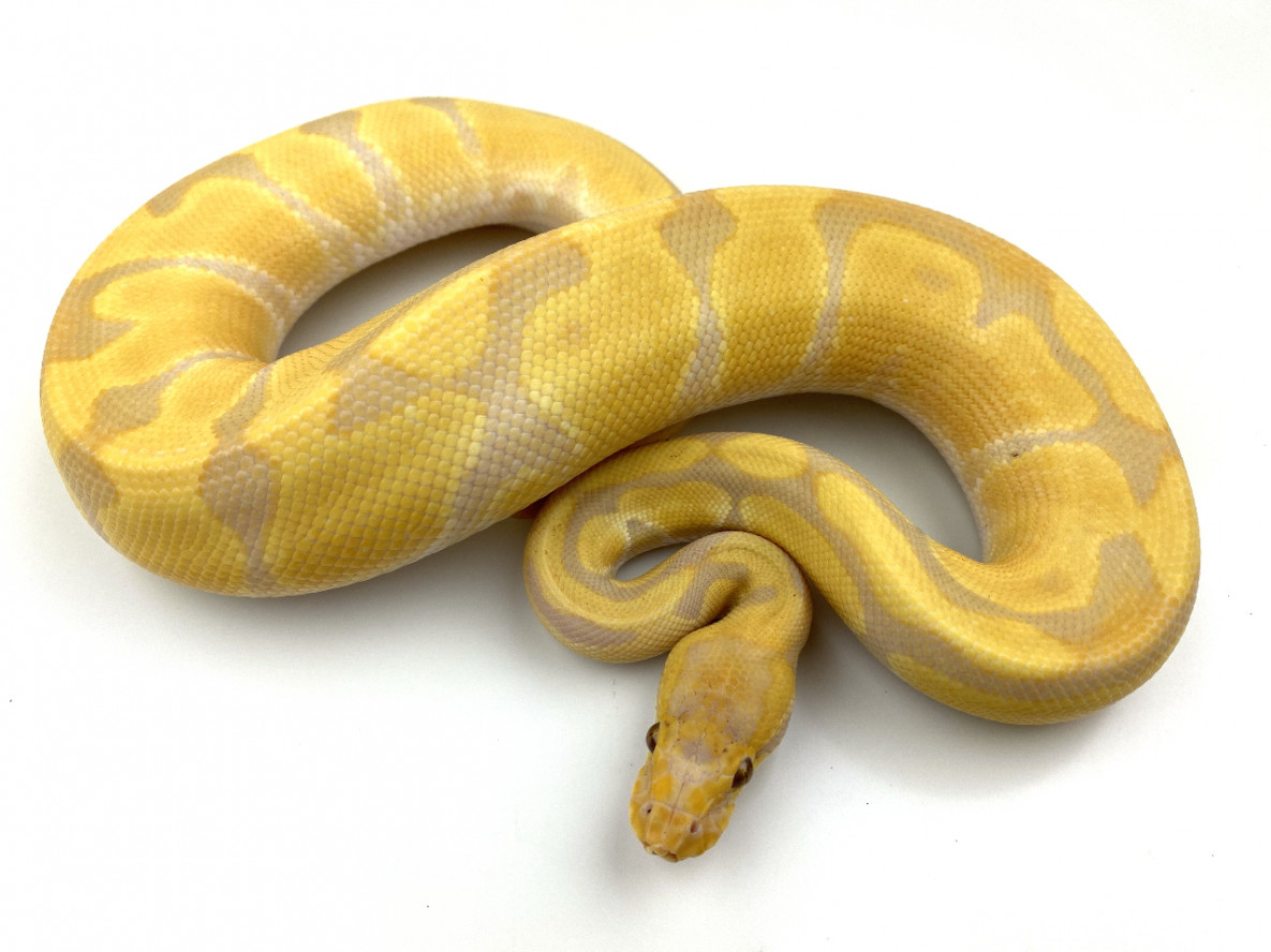 Toffee Enchi | Royal Constrictor Designs