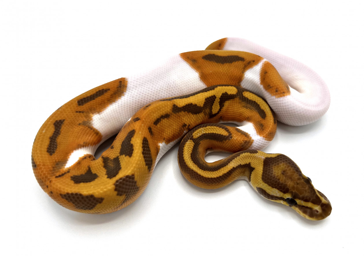 Ultramel Pied 50% Possible Het Hypo | Royal Constrictor Designs