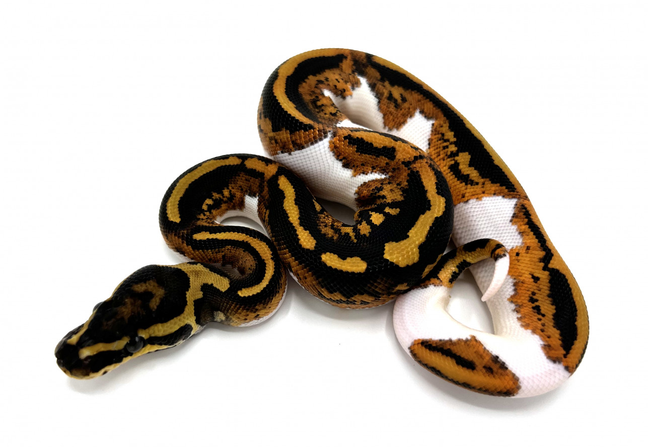 Yellowbelly Pied 100% Het Ultramel 50% Possible Het Hypo | Royal ...