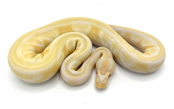 Albinos | Royal Constrictor Designs