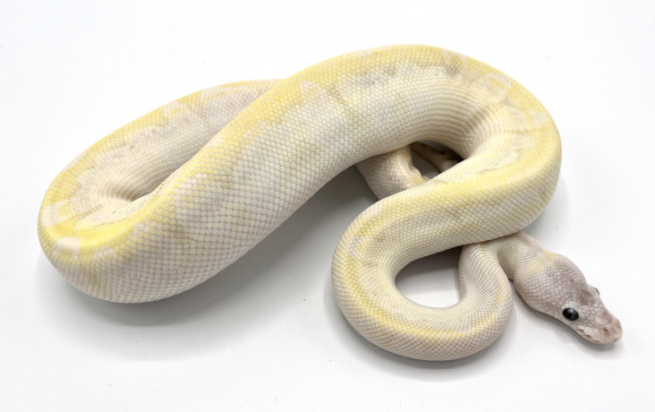 Albino Bamboo | Royal Constrictor Designs