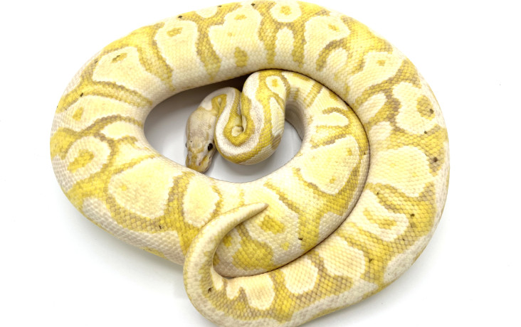 Super Fire | Royal Constrictor Designs