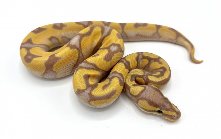 Enchis | Royal Constrictor Designs