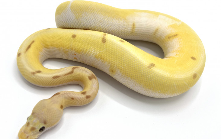 Banana Calico Spider | Royal Constrictor Designs