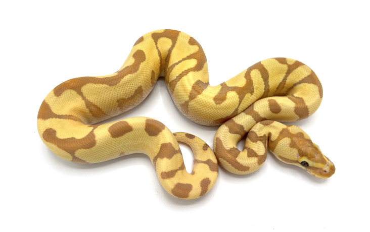 Enchis | Royal Constrictor Designs