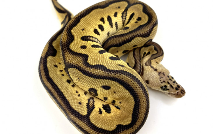 Leopards | Royal Constrictor Designs