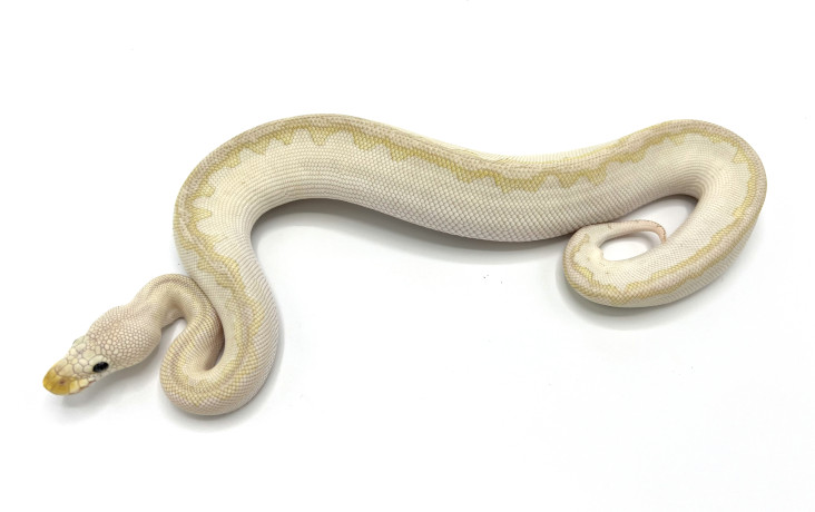 Bamboo Pastel Clown | Royal Constrictor Designs