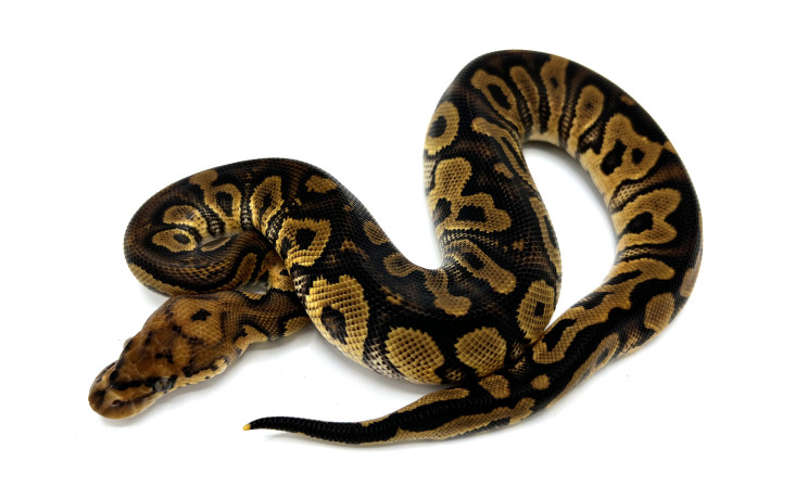 Strangers | Royal Constrictor Designs