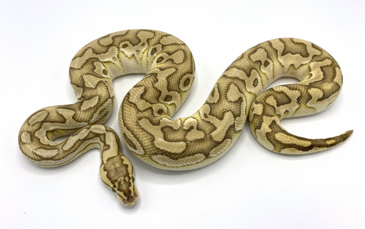 Cryptics and Cryptons | Royal Constrictor Designs