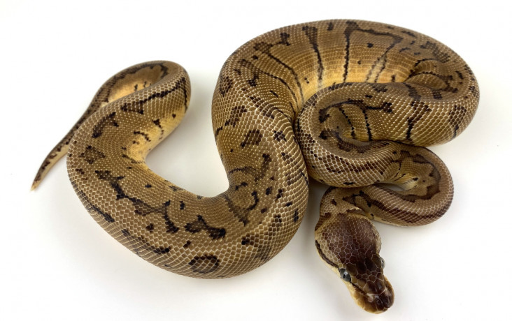 Desert Ghosts | Royal Constrictor Designs