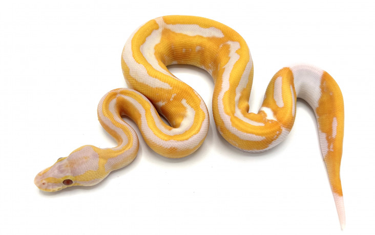 Dreamsicle | Royal Constrictor Designs