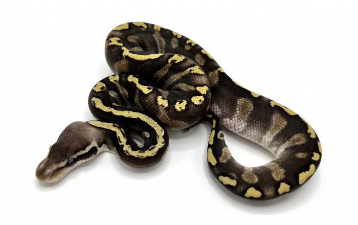 GHI Mojave Clown | Royal Constrictor Designs