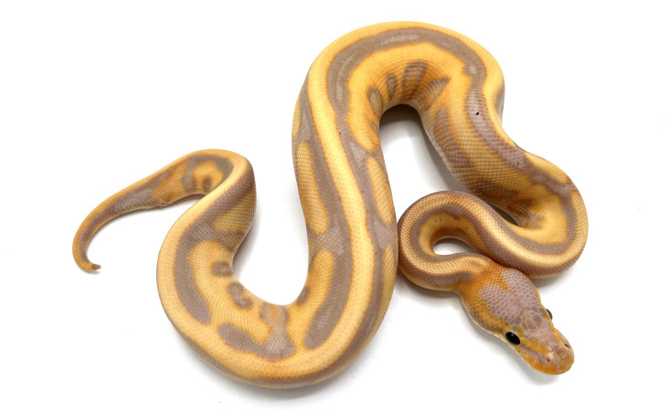 Banana G Stripe 100 Het Clown Royal Constrictor Designs