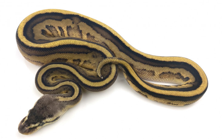 Leopards | Royal Constrictor Designs