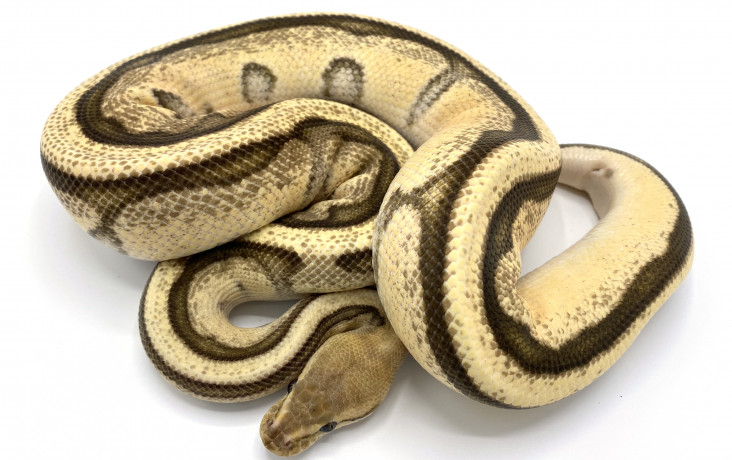 Genetic Stripes | Royal Constrictor Designs