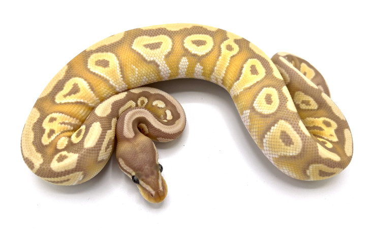 Super Mojave | Royal Constrictor Designs
