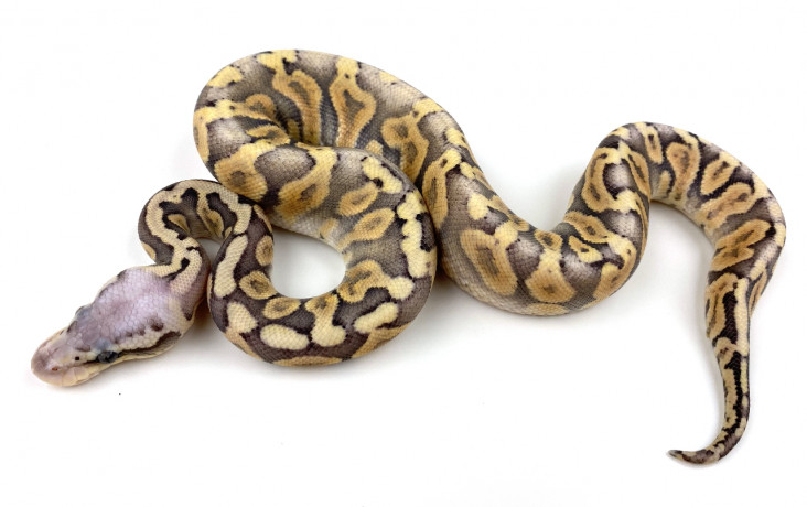 Ghosts & Hypos | Royal Constrictor Designs