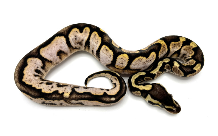 Sugar Pastel Ball Python
