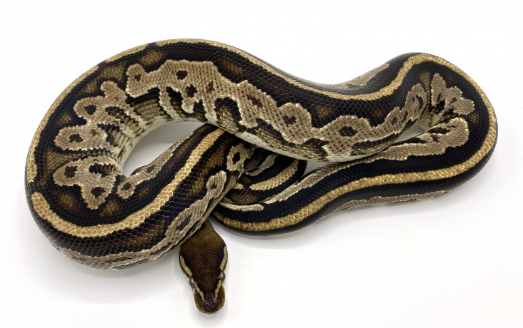 Bongos | Royal Constrictor Designs
