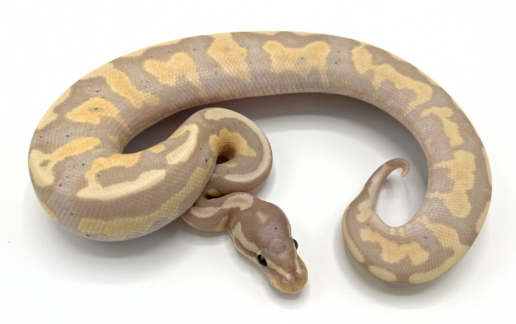 Ivory Superstripe Puma Freeway Complex Royal Constrictor Designs