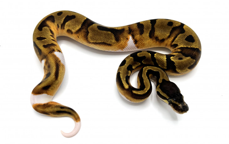 Pied | Royal Constrictor Designs