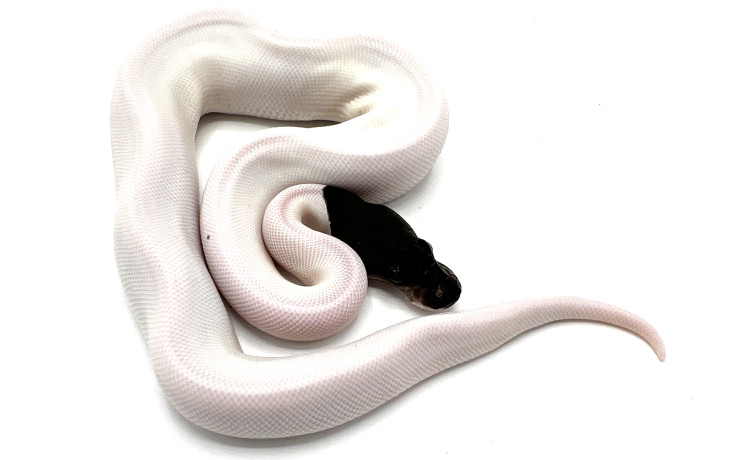 Panda Piebald Ball Python